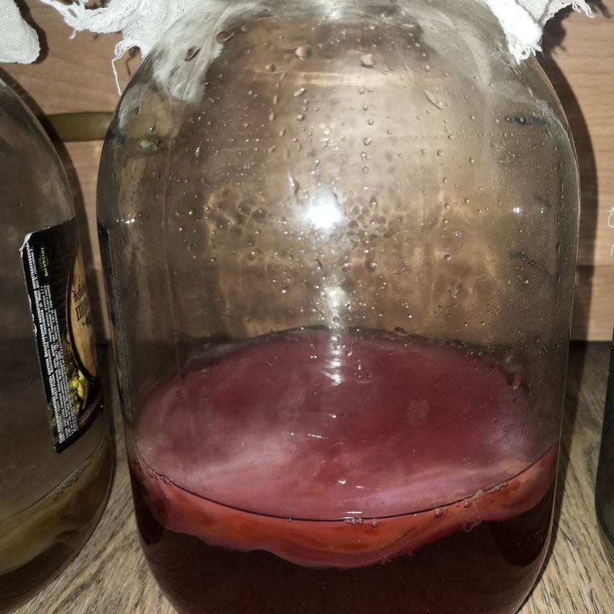 Чайный Гриб здоровье