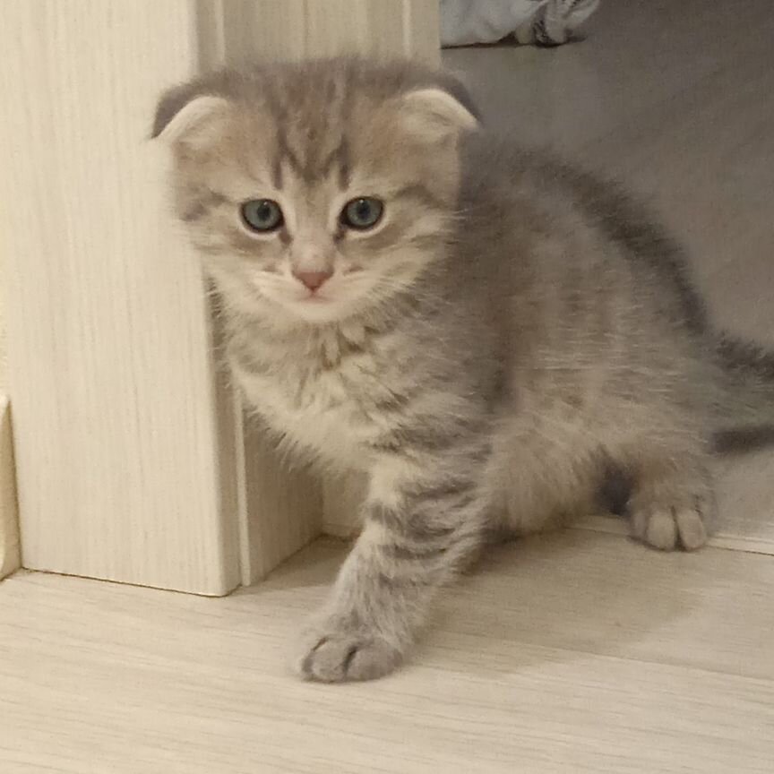 Вислоухая красавица