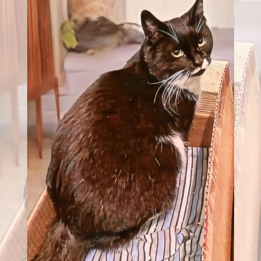 Взрослая, кошка в добрые руки