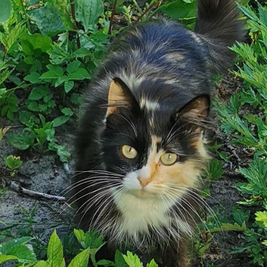 Самая суперовская кошка на земле