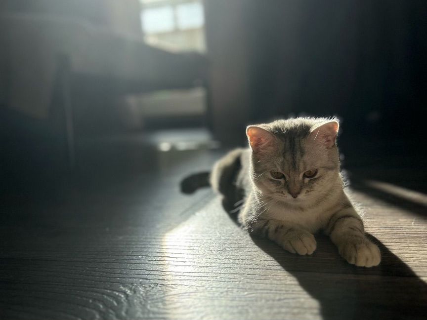 Кошка