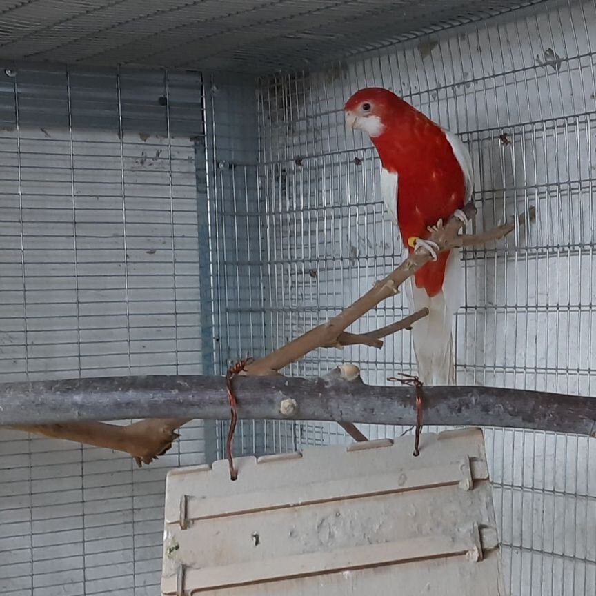 Попугай розелла рубиновая