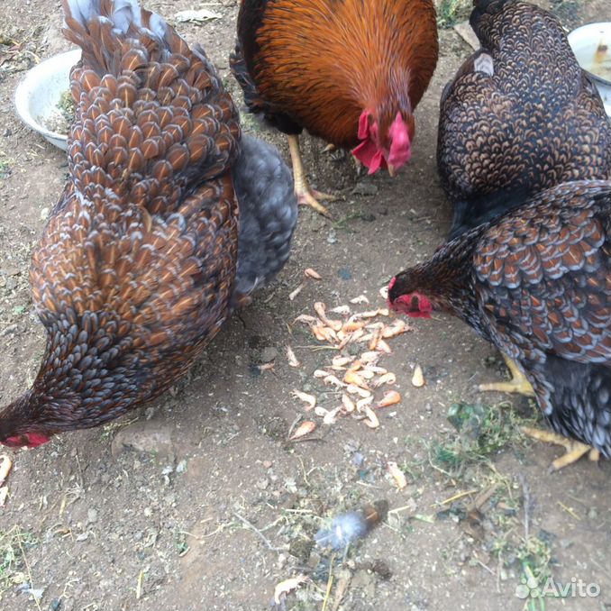 Петушок Корниш