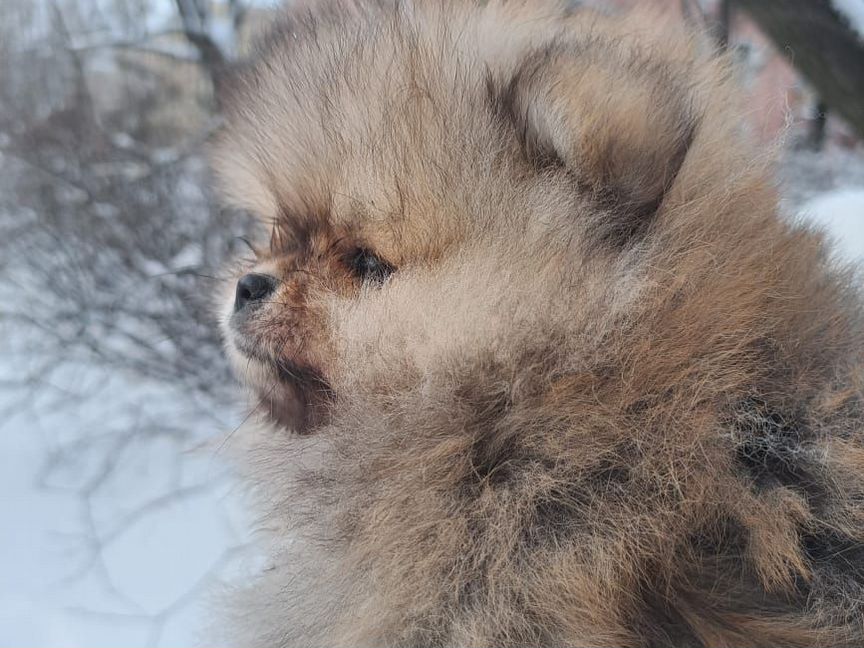 Померанский шпиц мини