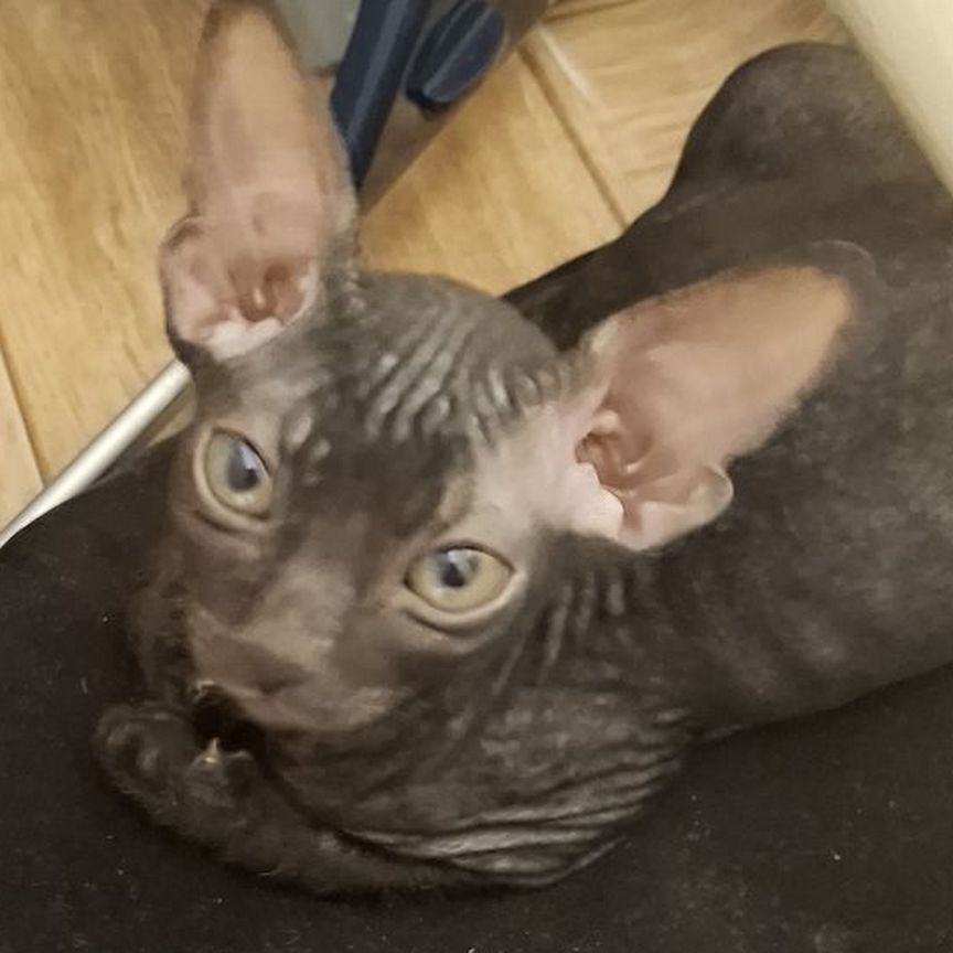 Донской сфинкс котёнок