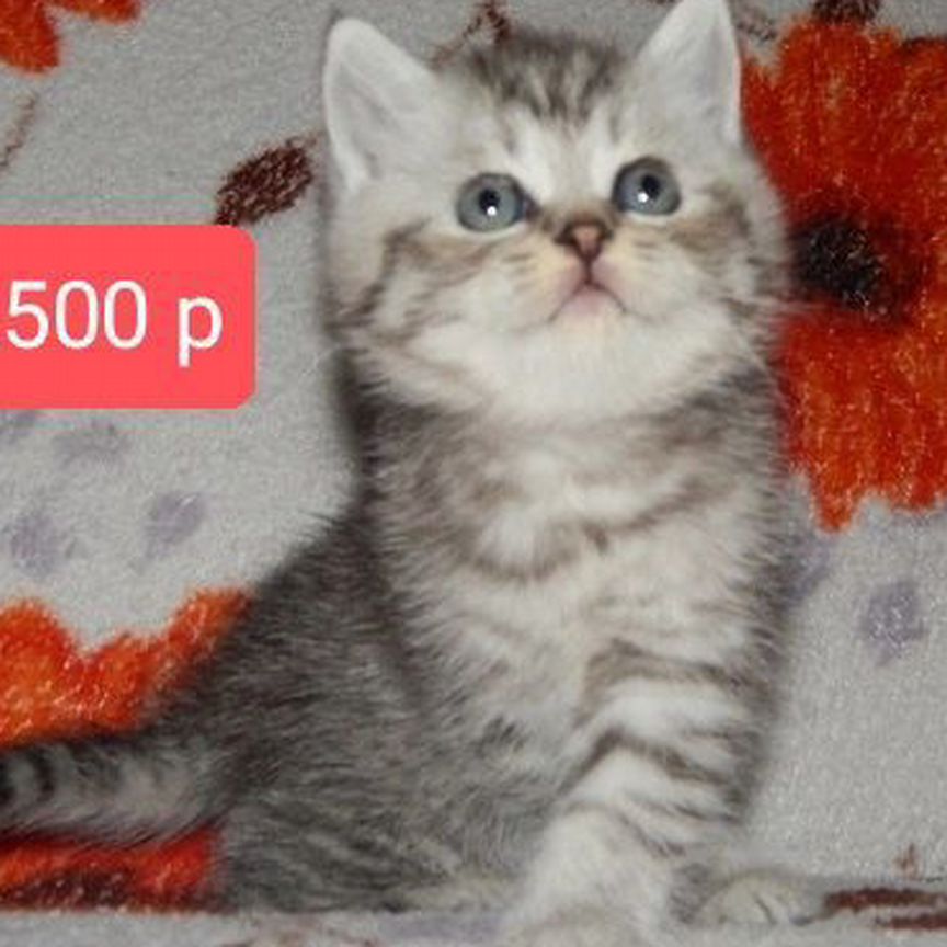 Серебристая шиншилла, девочка