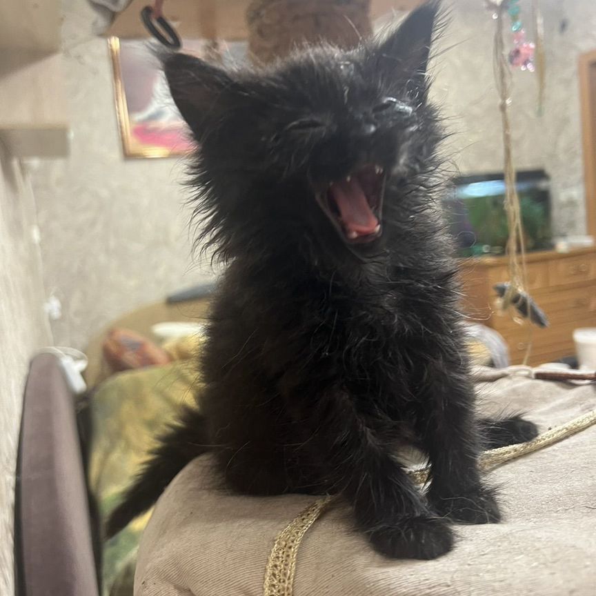 Малышка ищет дом