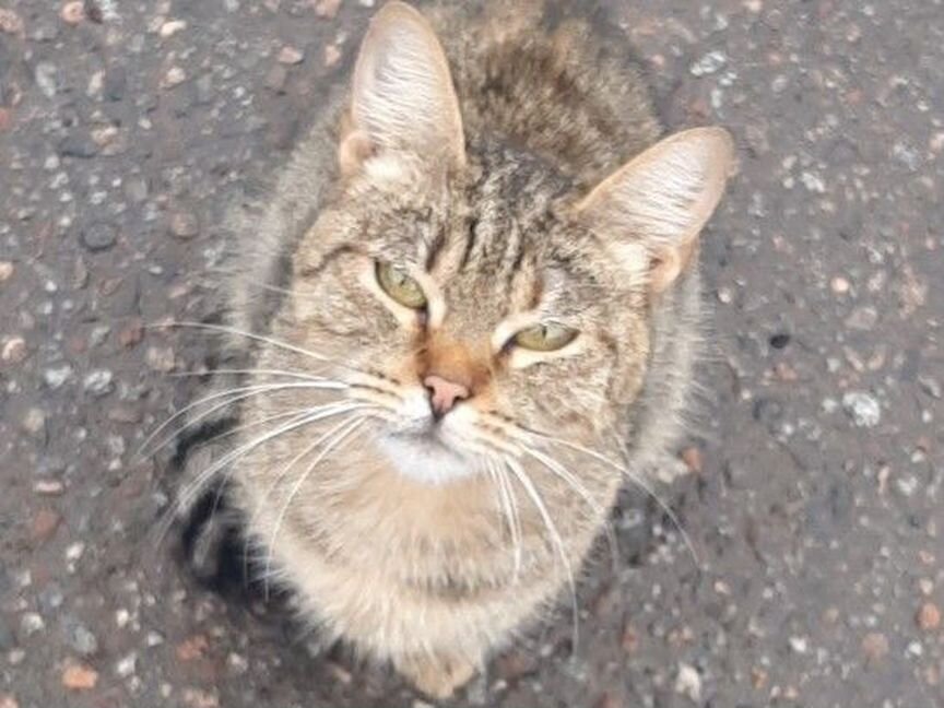 Кошки
