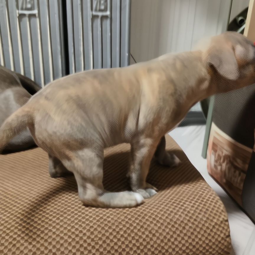 Американский стаффордширский терьер, щенок