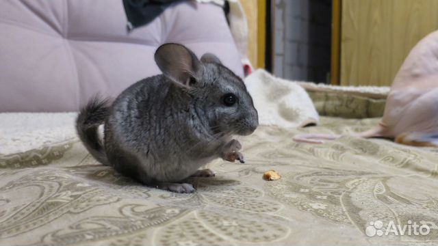 Шиншиллы ищут дом