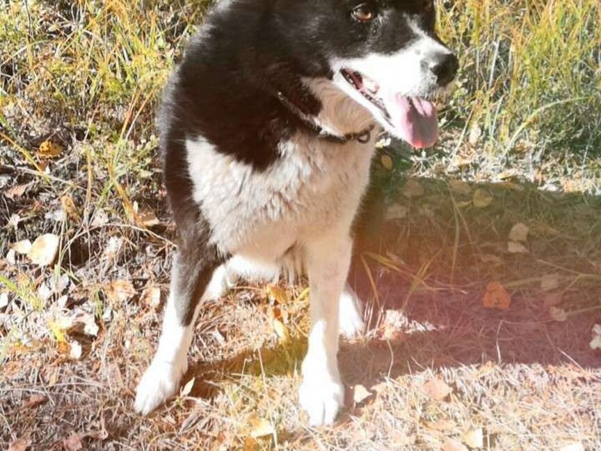 Отдам щенков руско европейской лайки в хорошие рук