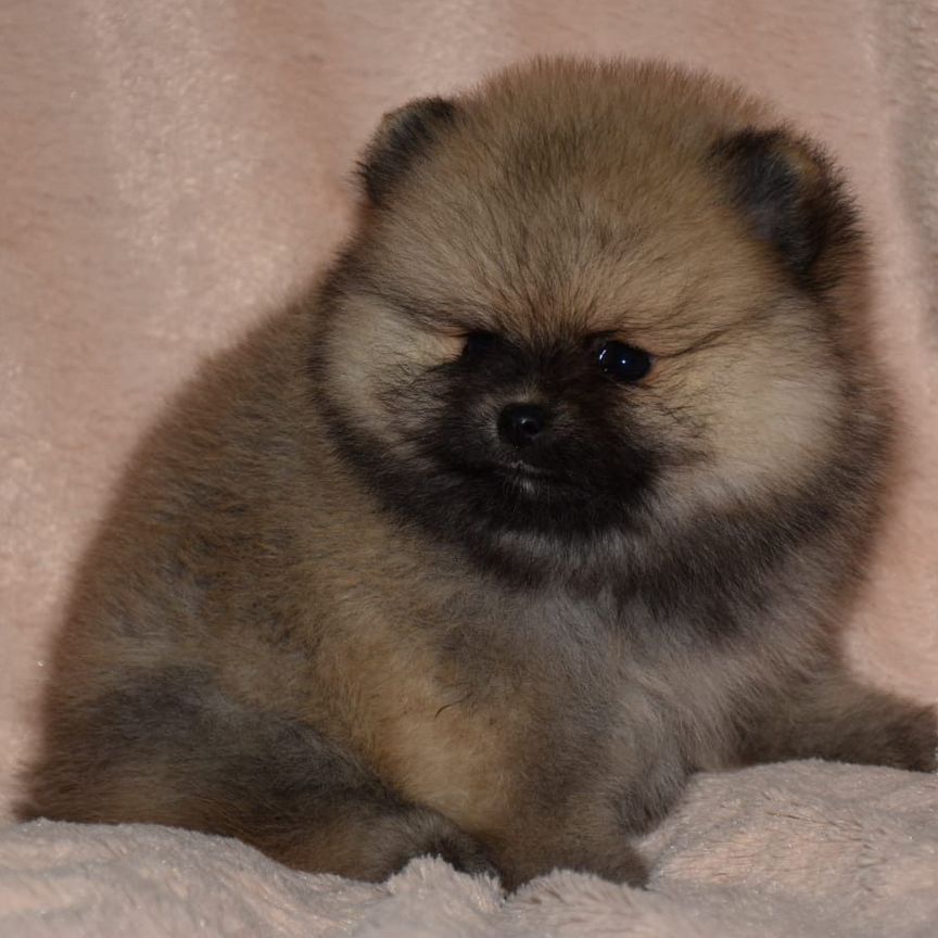 Померанский шпиц, щенок