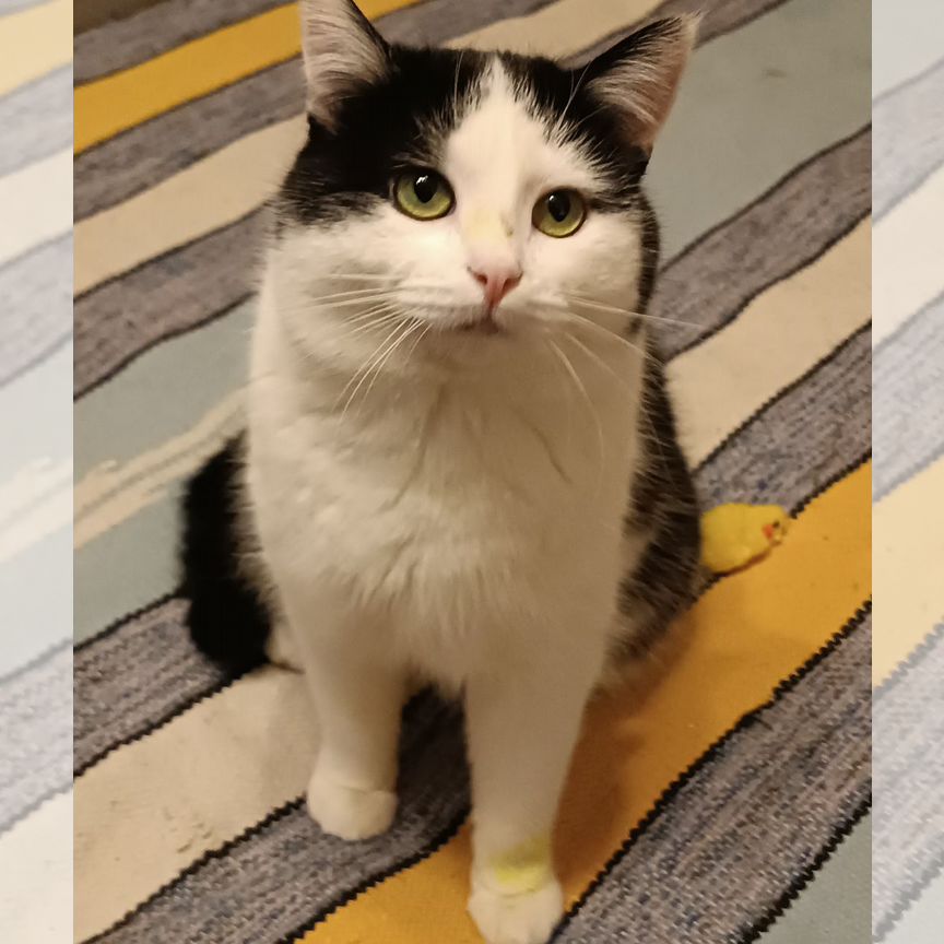 Котёнок в добрые руки