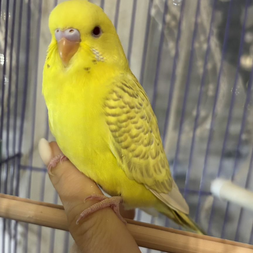 Волнистый попугай. Птенец из гнезда