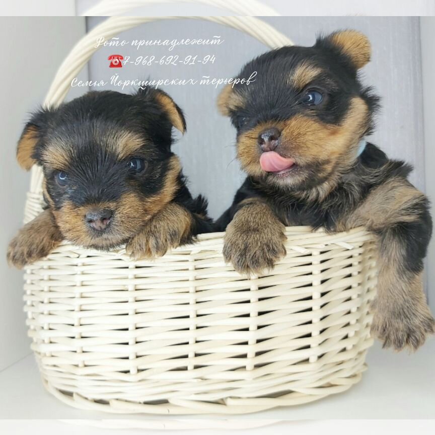 Йоркширский терьер, щенок