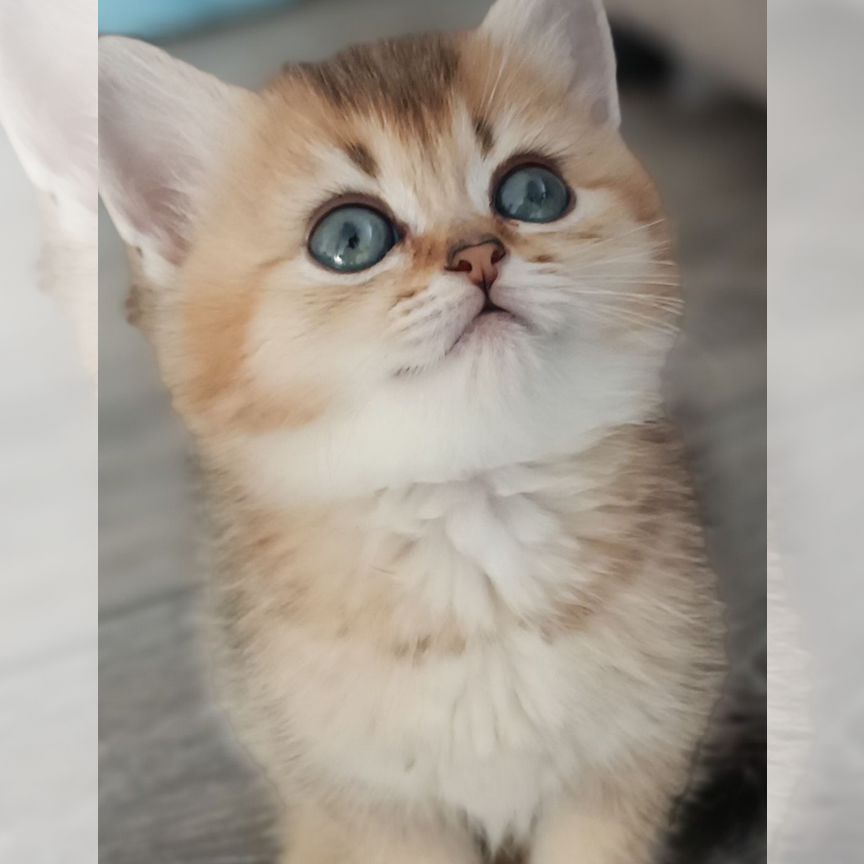 Британский короткошёрстный котёнок