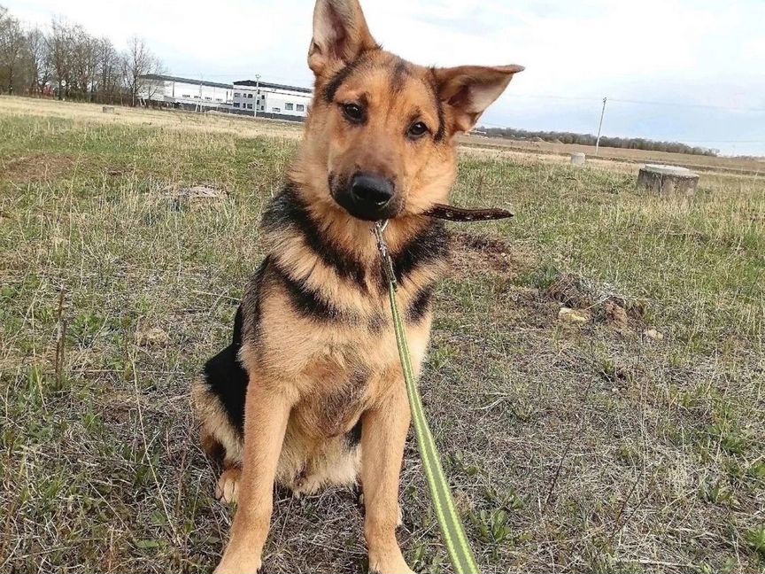 Отдам в хорошие руки собаку Дон Круз