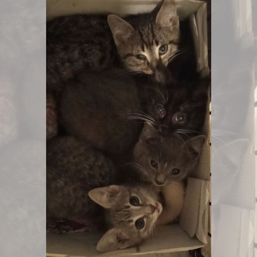 Котёнок в добрые руки