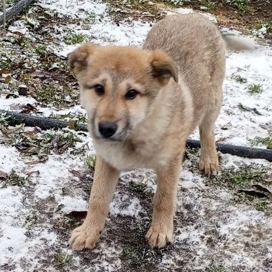 Немецкая овчарка, щенок