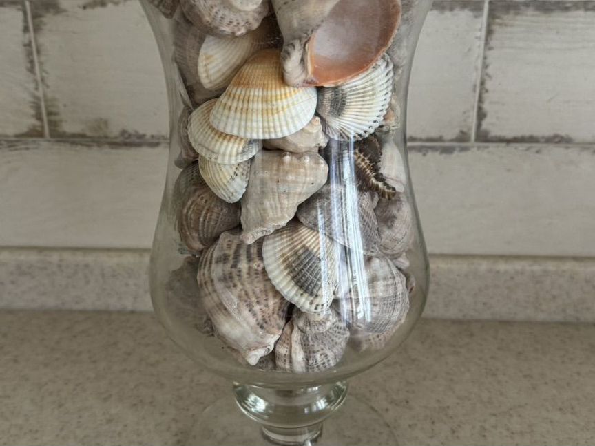 Морские красивые ракушки