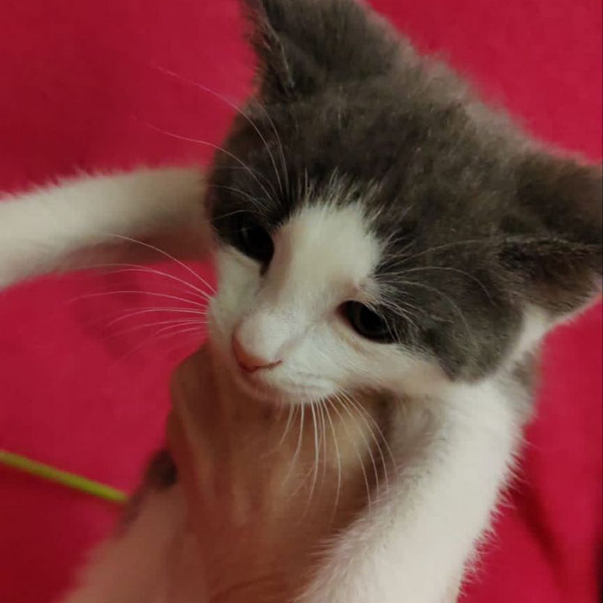 Девочке нужна семья