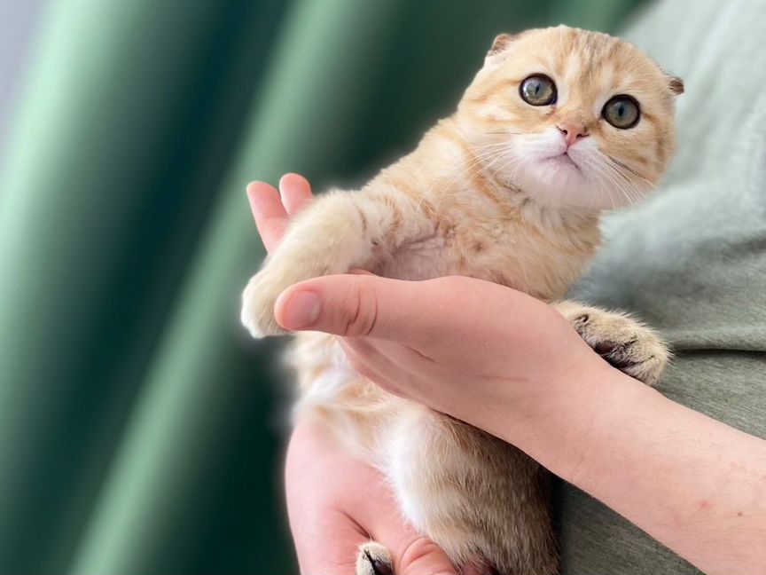 Шотландский котенок