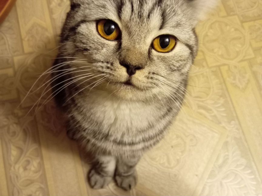 Шотландская кошечка