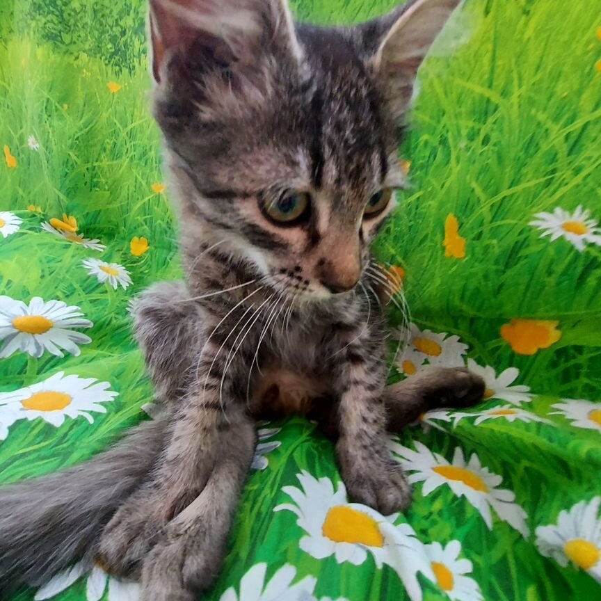 Скромный малыш 4 мес