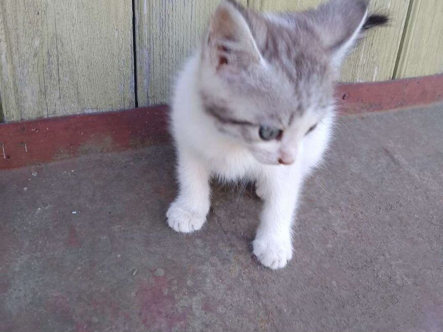 Котик 1,5 мес