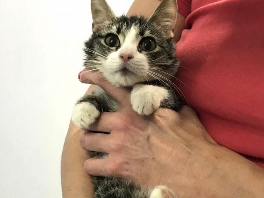 Котята 3-5 мес