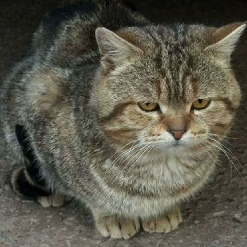 Кастрированный кот в добрые руки