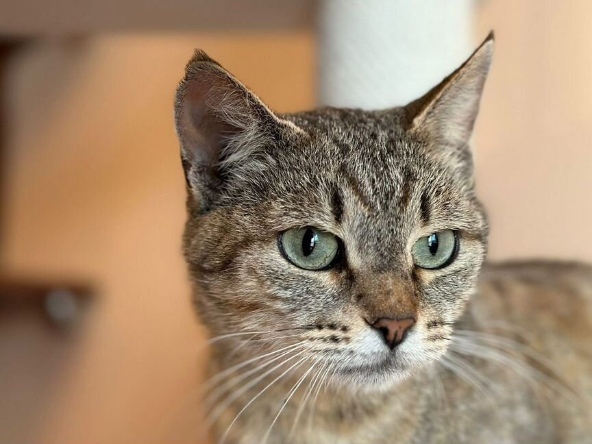 Кошка в дар бесплатно