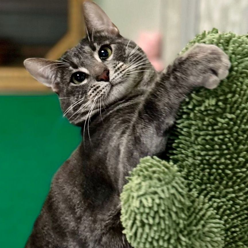 Грэй в добрые руки