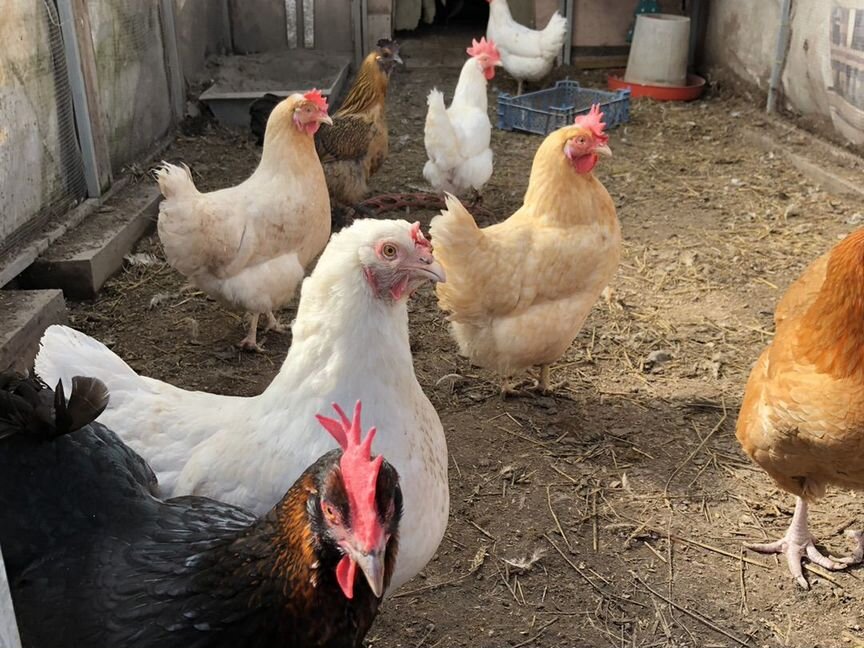 Куры несушки