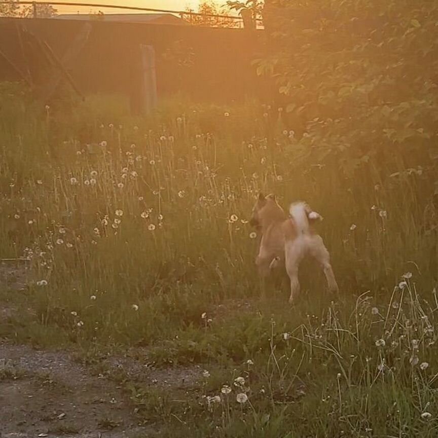 Собаки лайки щенок