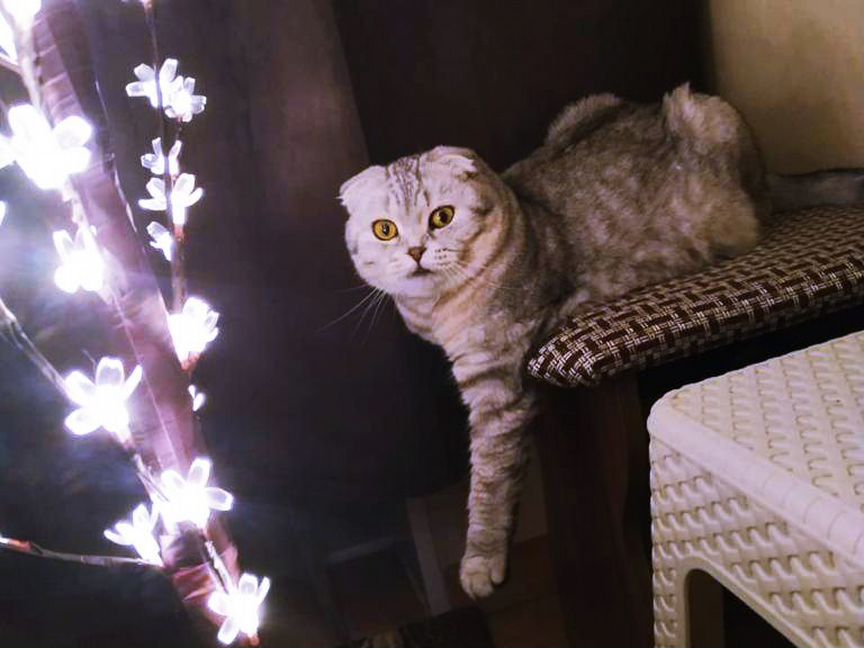 Шотландская вислоухая кошка
