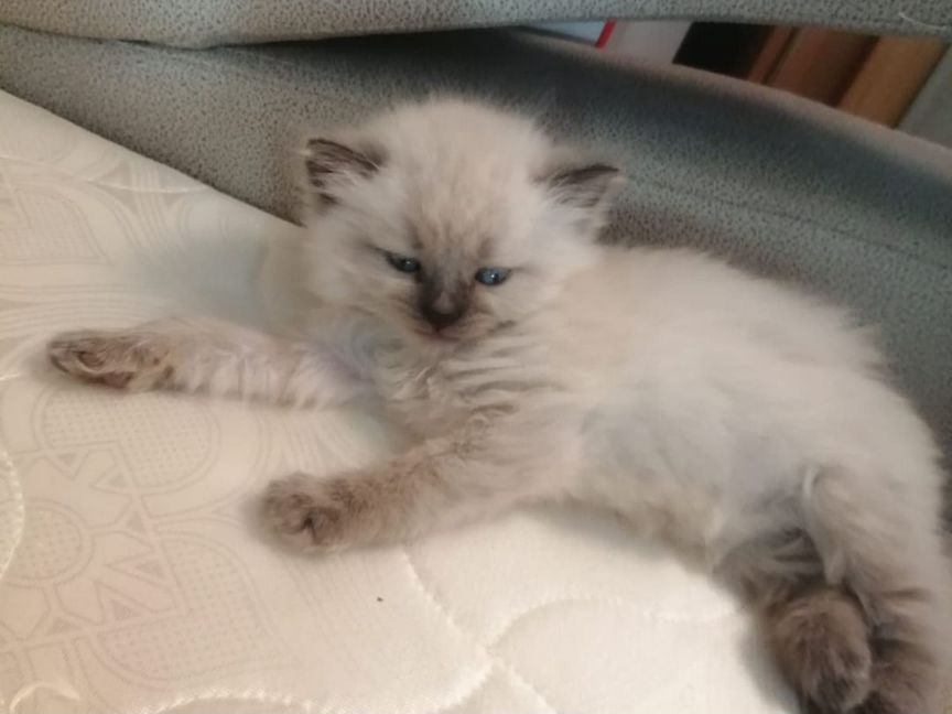 Тайский кот
