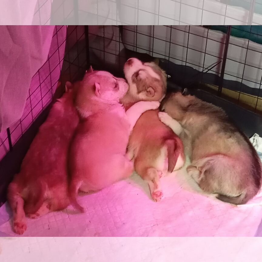 Сибирский хаски, щенок