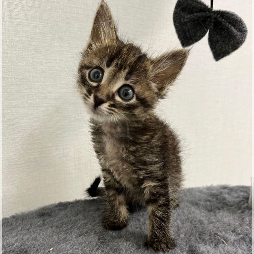 Котенок тигруля