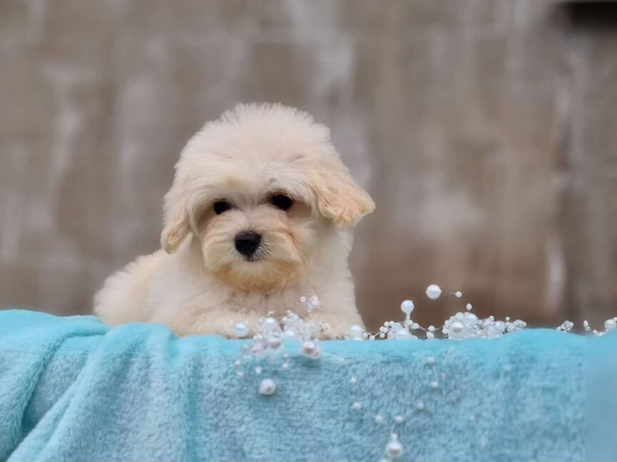 Девочки дизайнерской породы мальтипу maltipoo girl