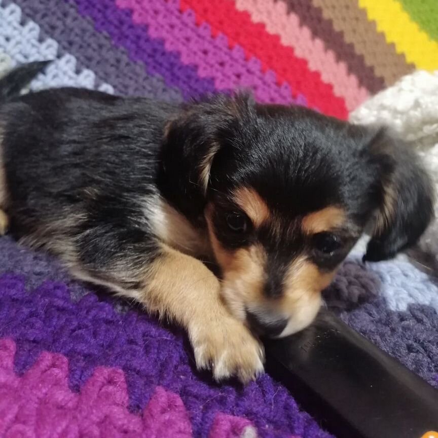 Такса, щенок