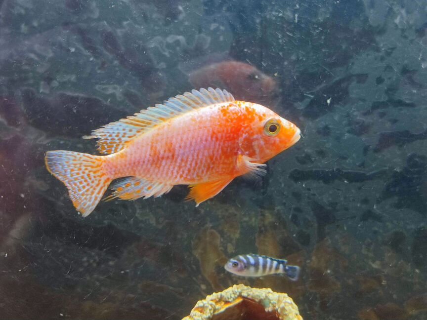 Рыба аулонокара ред