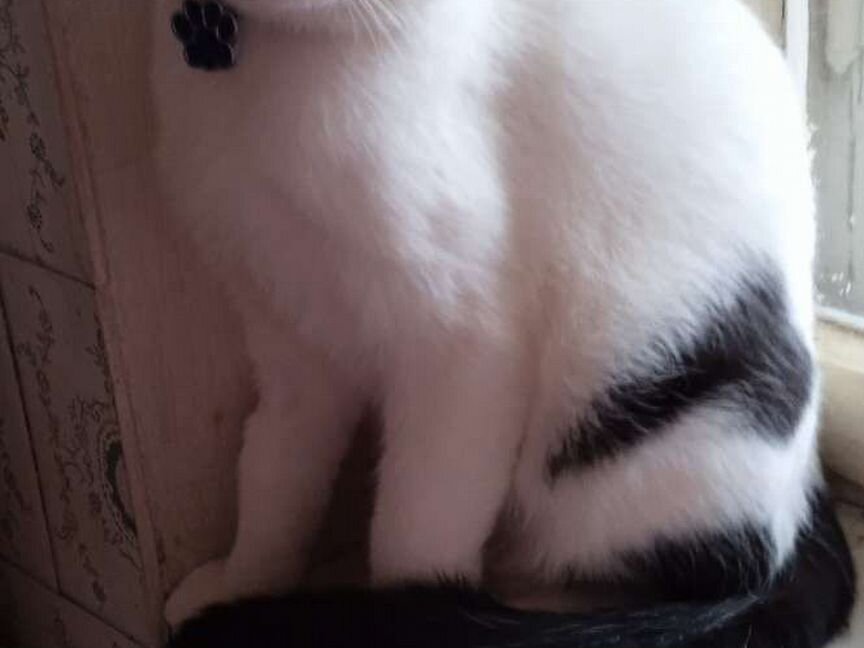 Котик Марсик