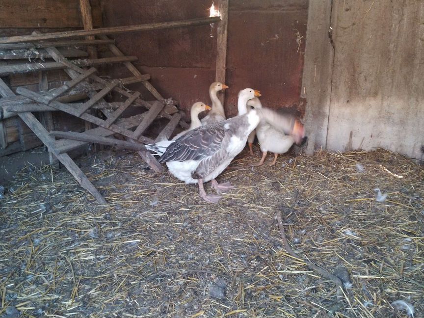 Гусыня с гусятами