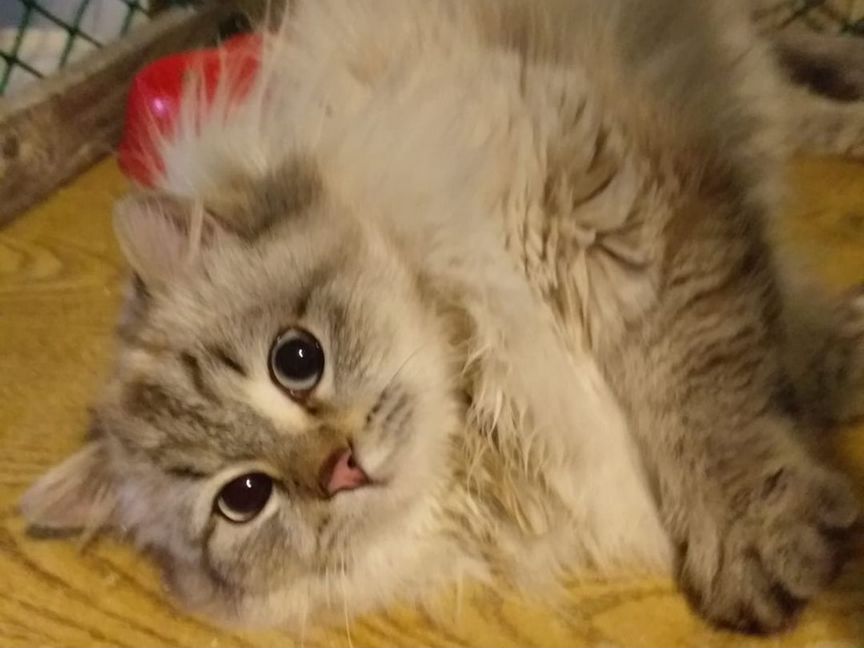 Кот, милый малыш