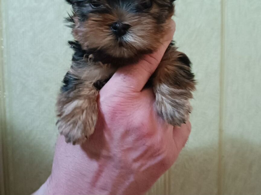 Йорко - детки