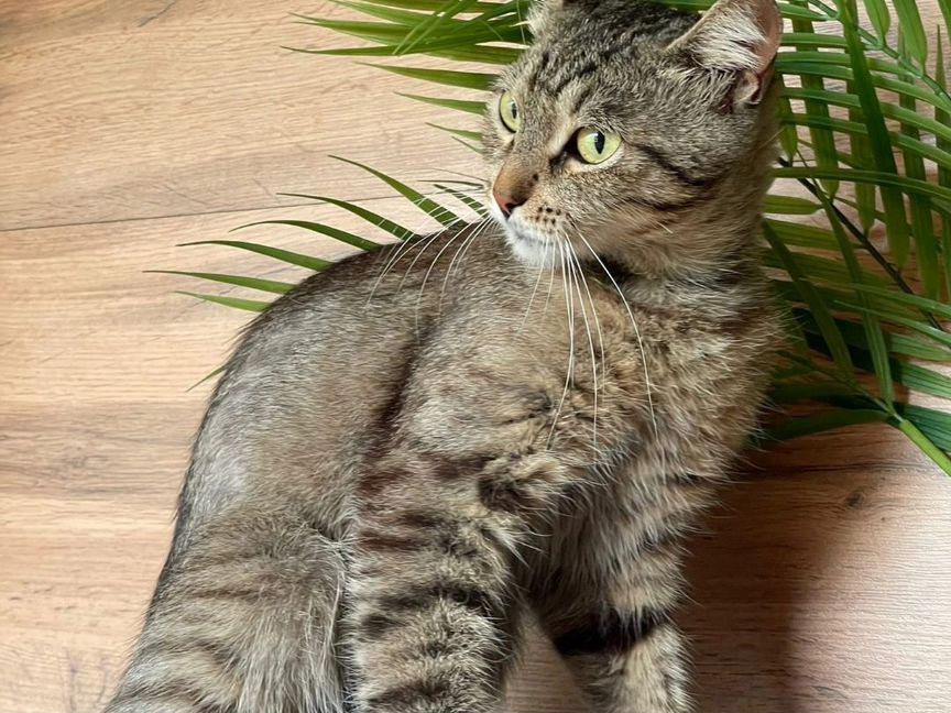 Кошка красавица в добрые руки