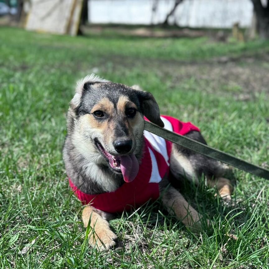 Собачка Тутси ищет дом