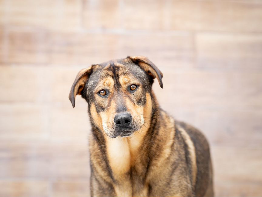 Отдадим в добрые руки