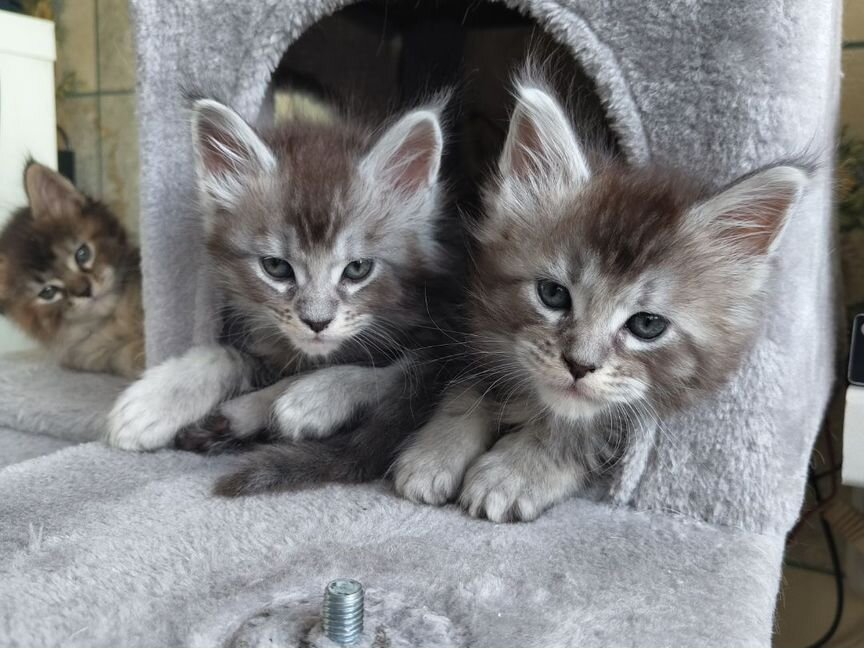 Котята мейн кун крупные